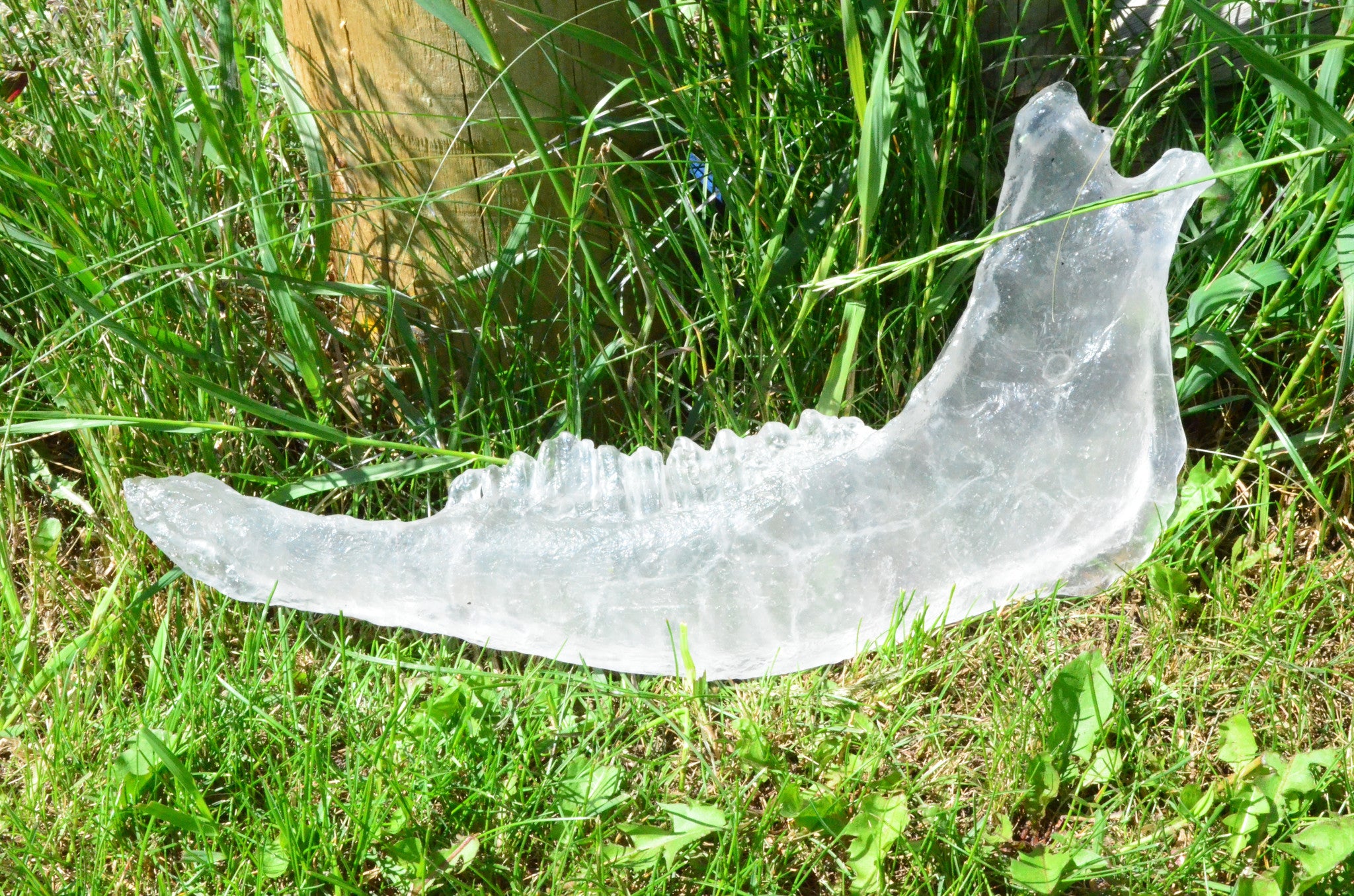 Canadian Wildlife Collection - Resilient Robyn Designs